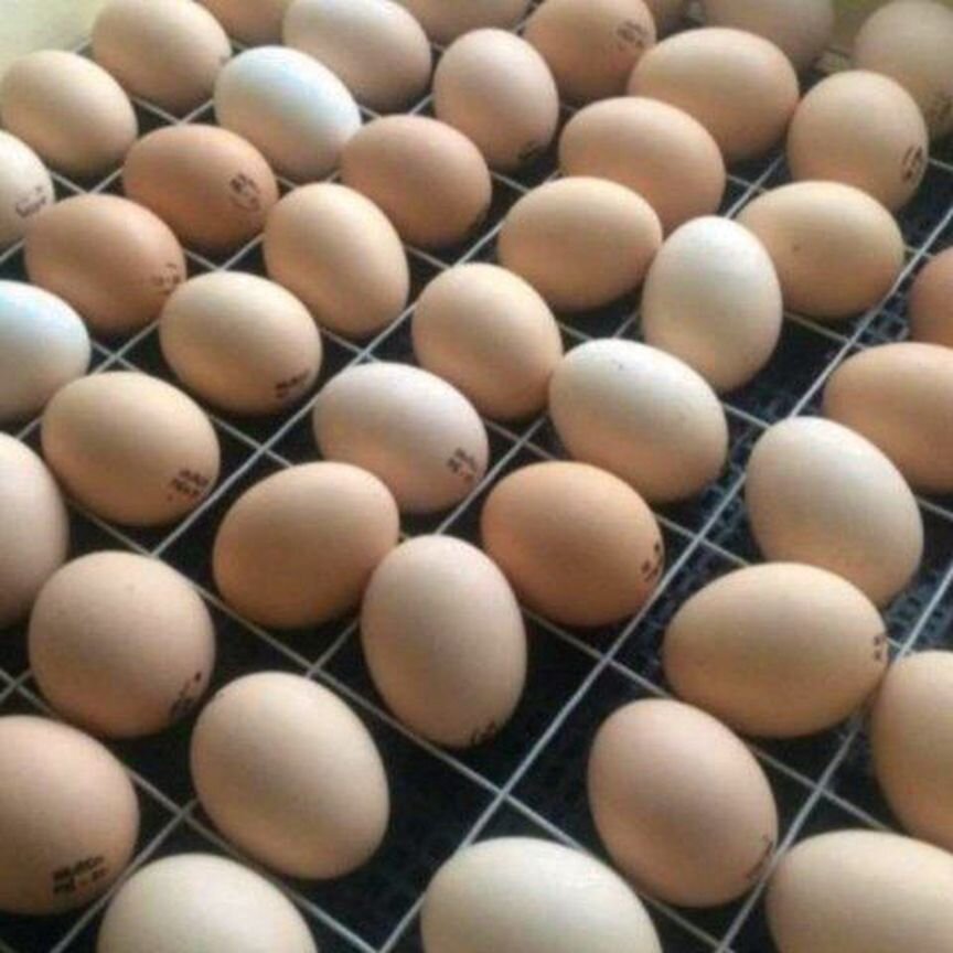Инкубационное яйцо бройлера