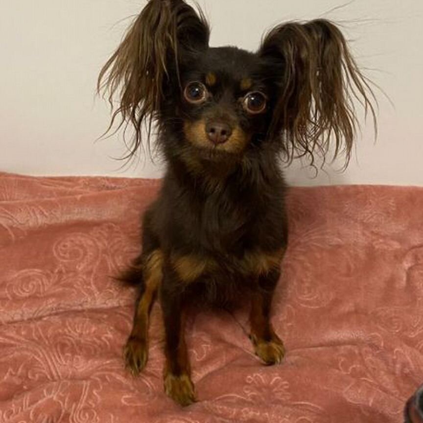 Русский той-терьер, взрослая собака