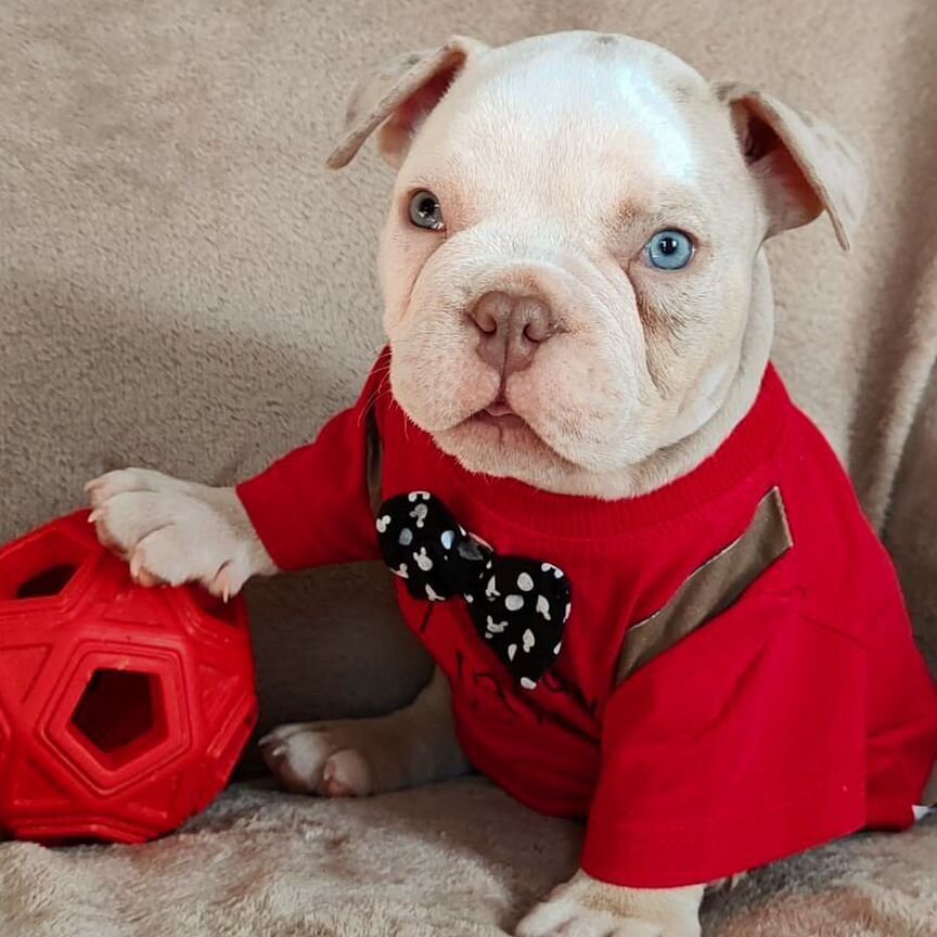 Американский булли