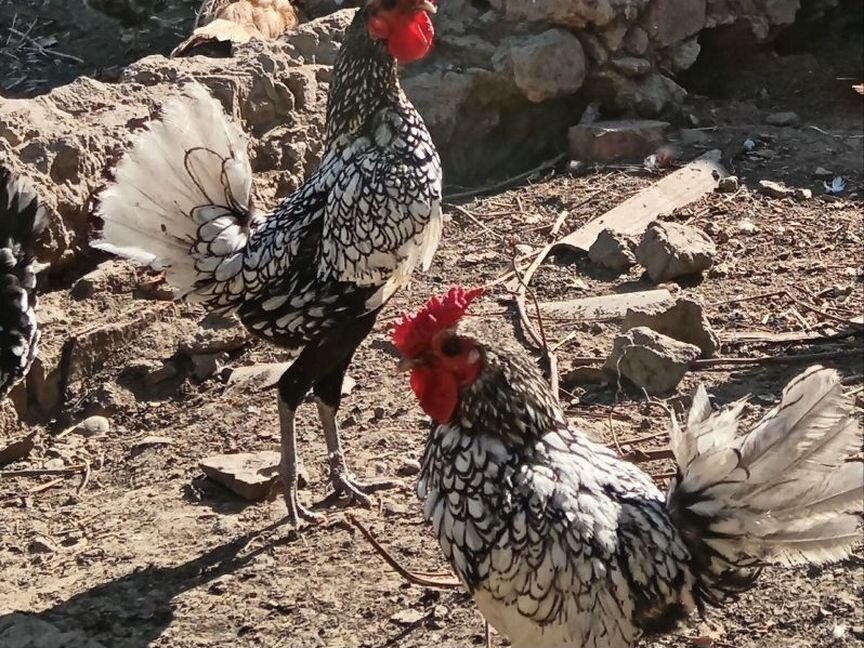 Карликовые петушки
