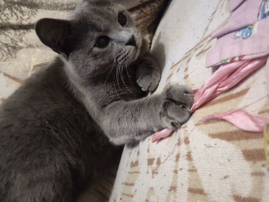 Кот русская голубая