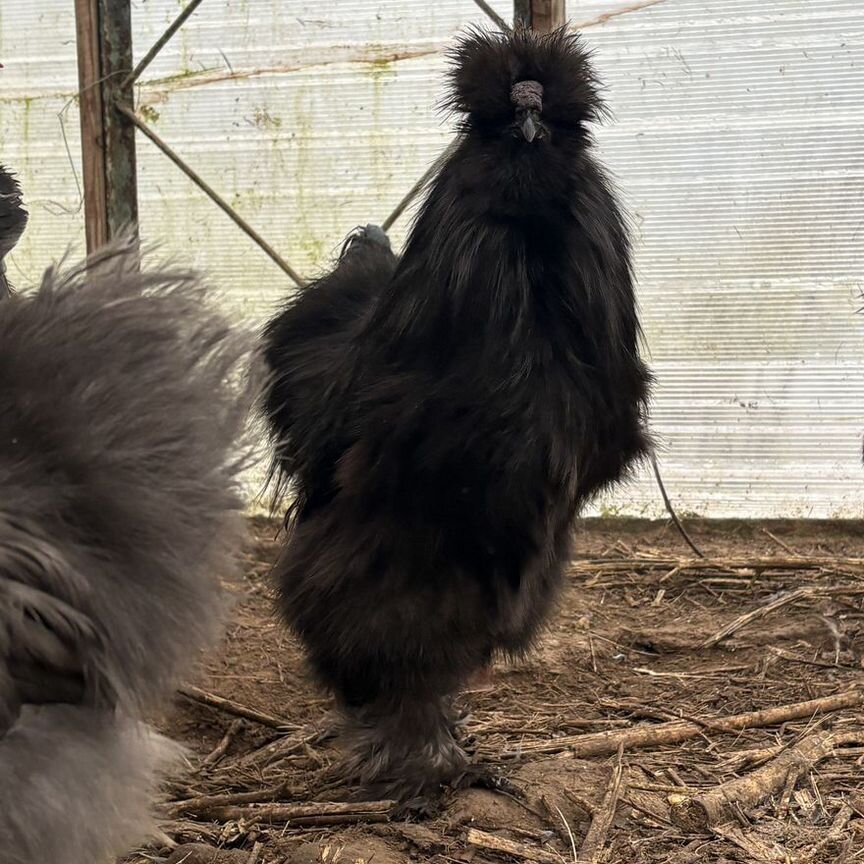 Петух китайский шелковый