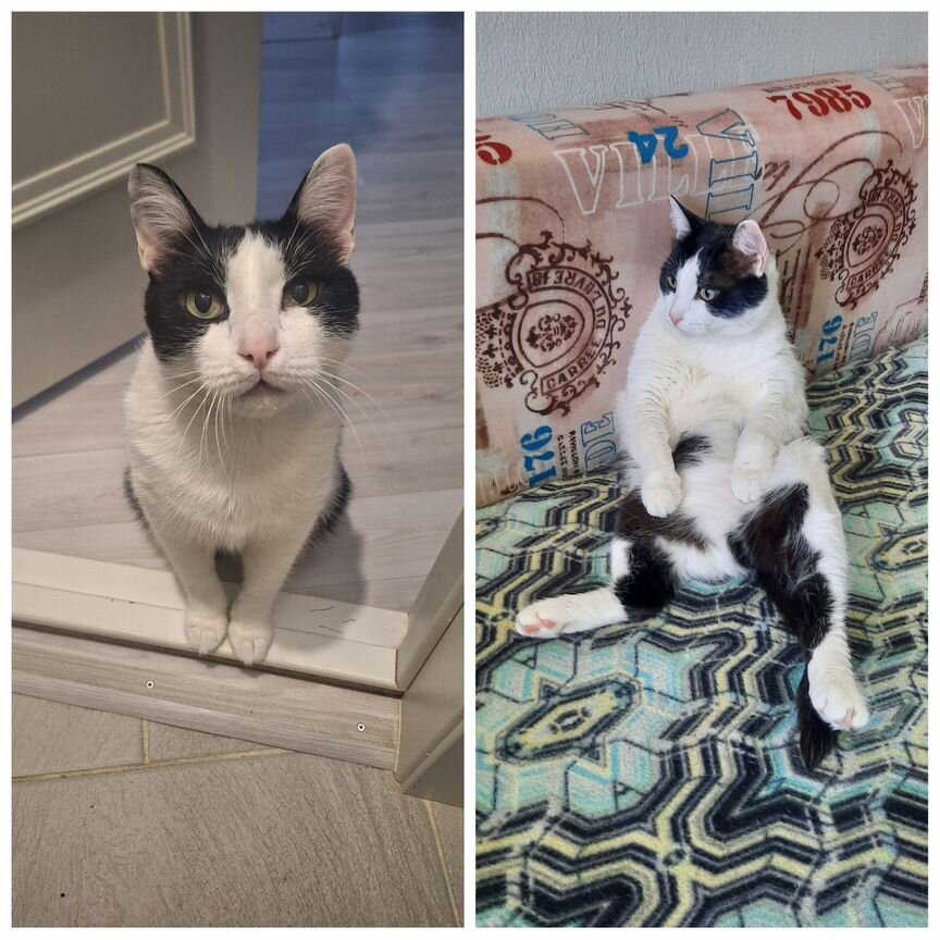 Отдам кота в добрые руки