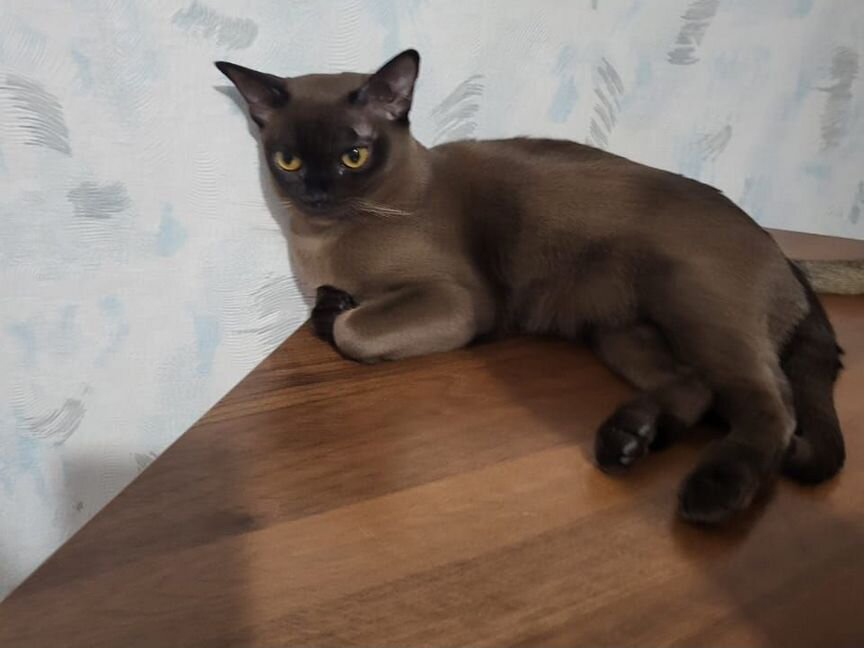 Бурманская