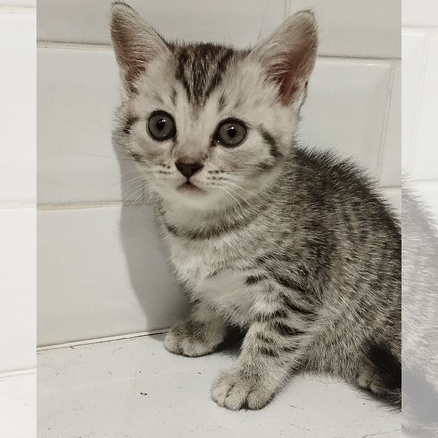 Шотландский прямоухий короткошёрстный котёнок