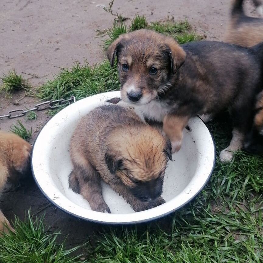 Щенки в добрые руки