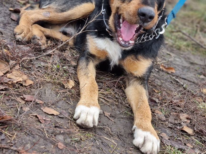 Найдена собака