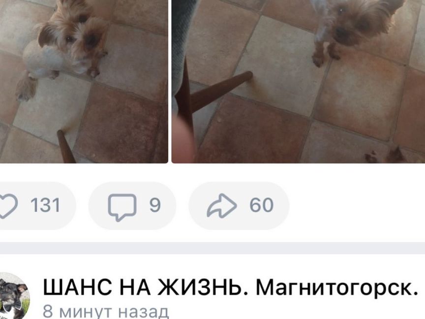 Йоркширский терьер