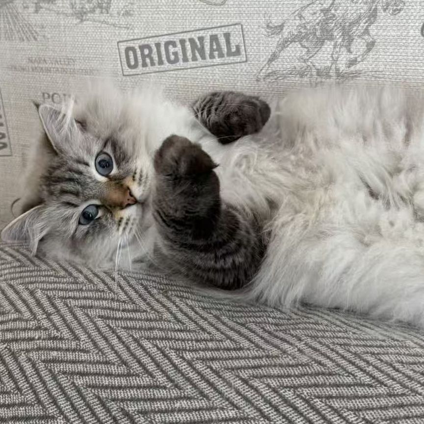 Невский маскарадный, взрослый кот