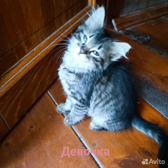 Озорные котята ищут дом