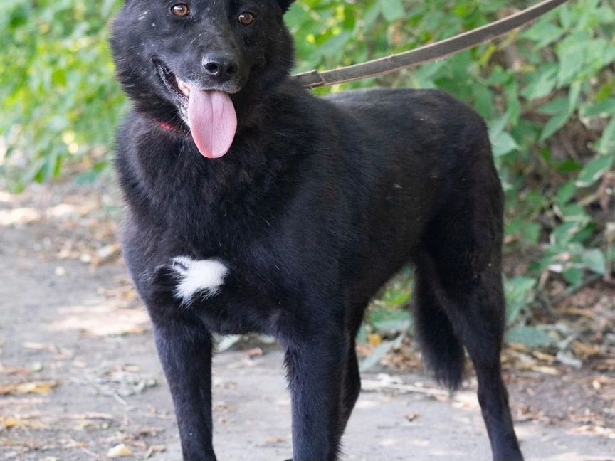 Собака в добрые руки