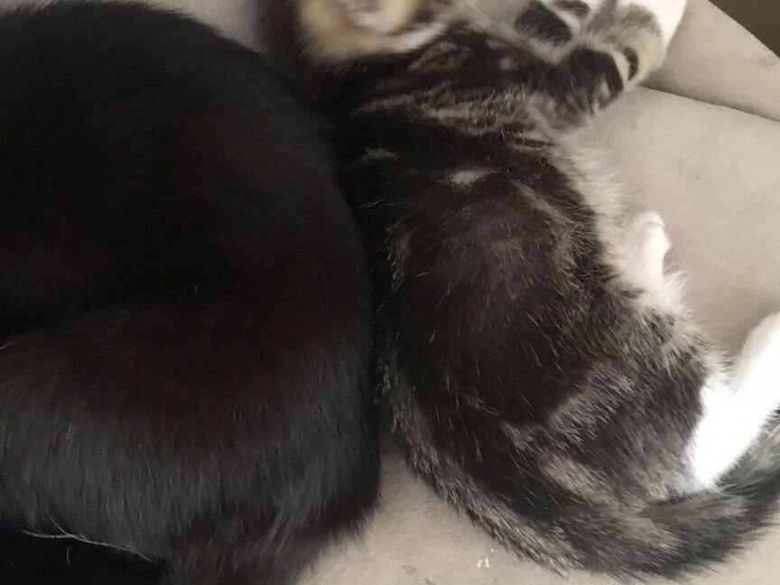 Котята в дар