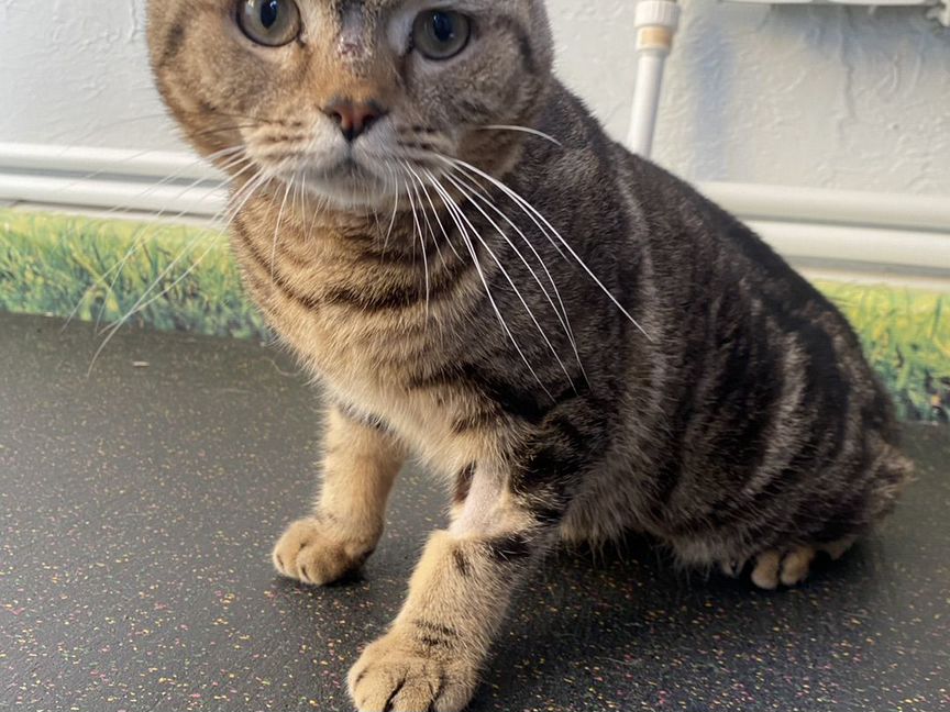 Шотландский вислоухий кот бесплатно