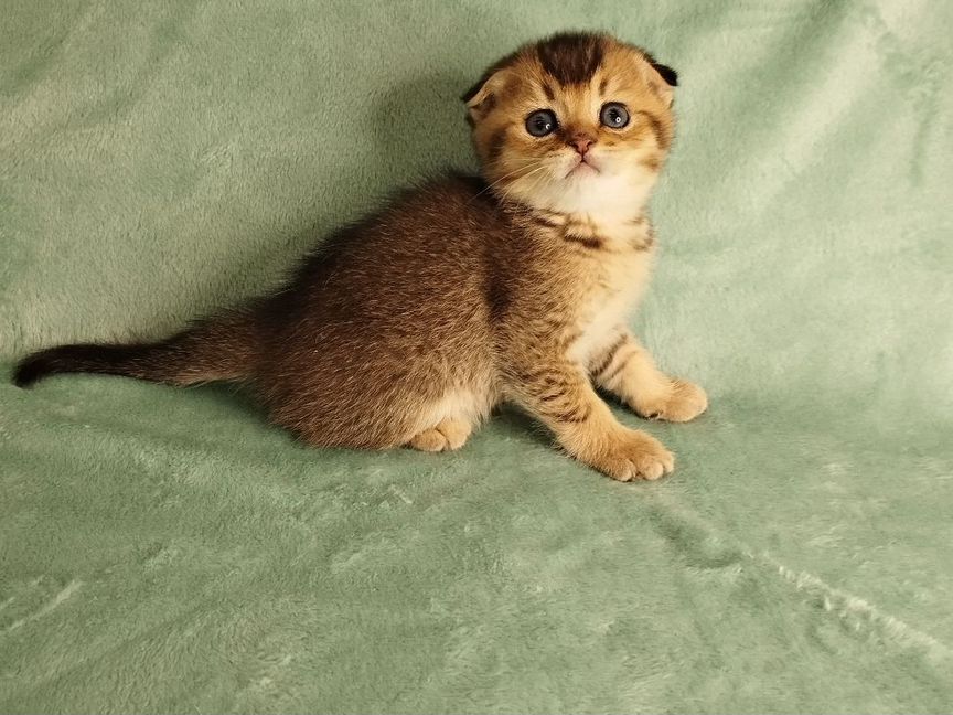 Шотландские котята золотая шиншилла