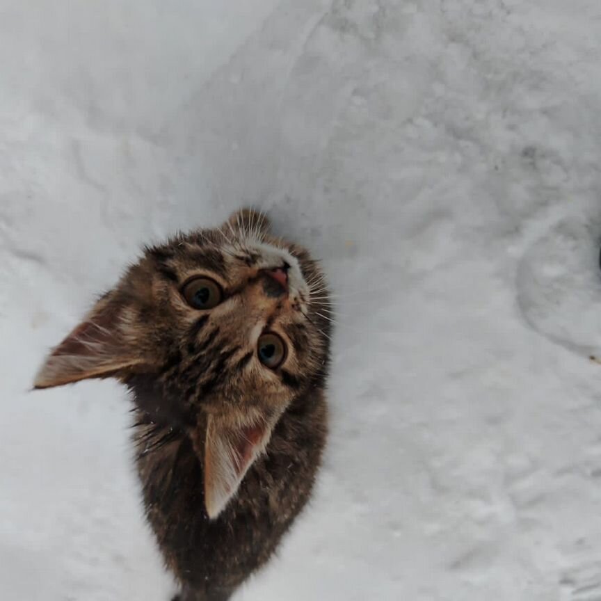Спасите котенка