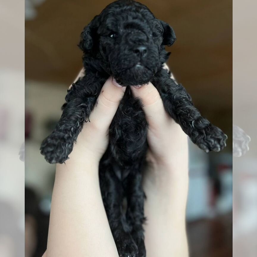 Той-пудель, щенок