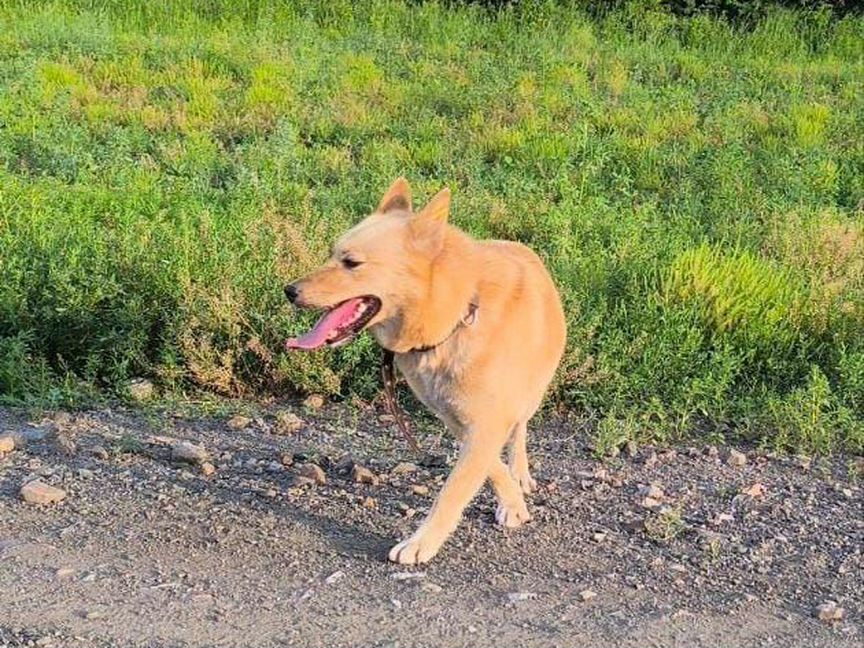 Собака Злата - ловит мышей и крыс