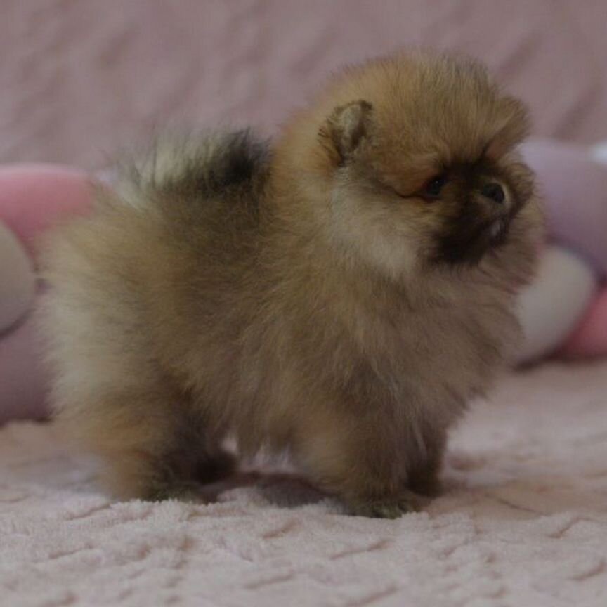 Померанский шпиц, щенок