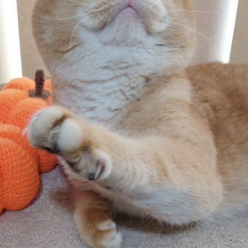 Золотая шиншилла