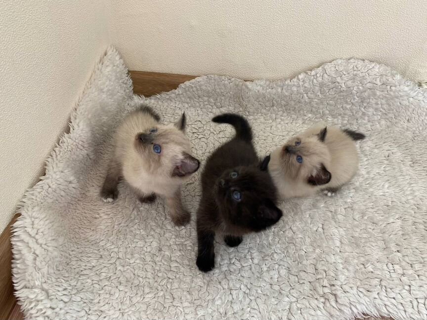 Сиамские котята