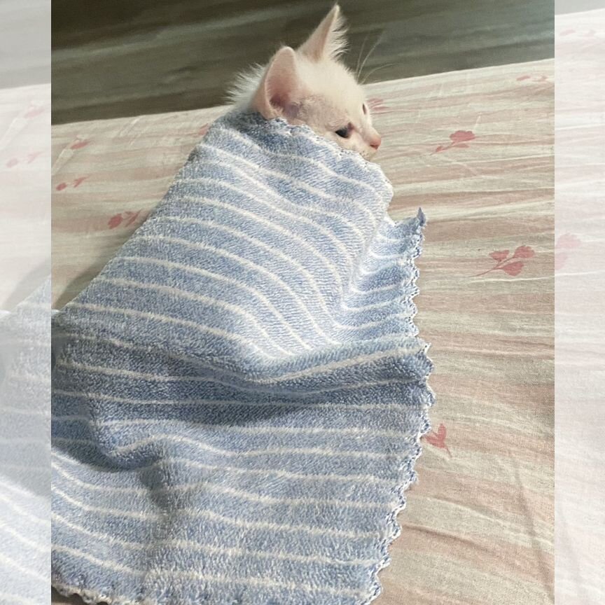 Котёнок в добрые руки