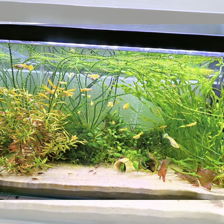Гуппи желтые и аквариумные растения, креветки