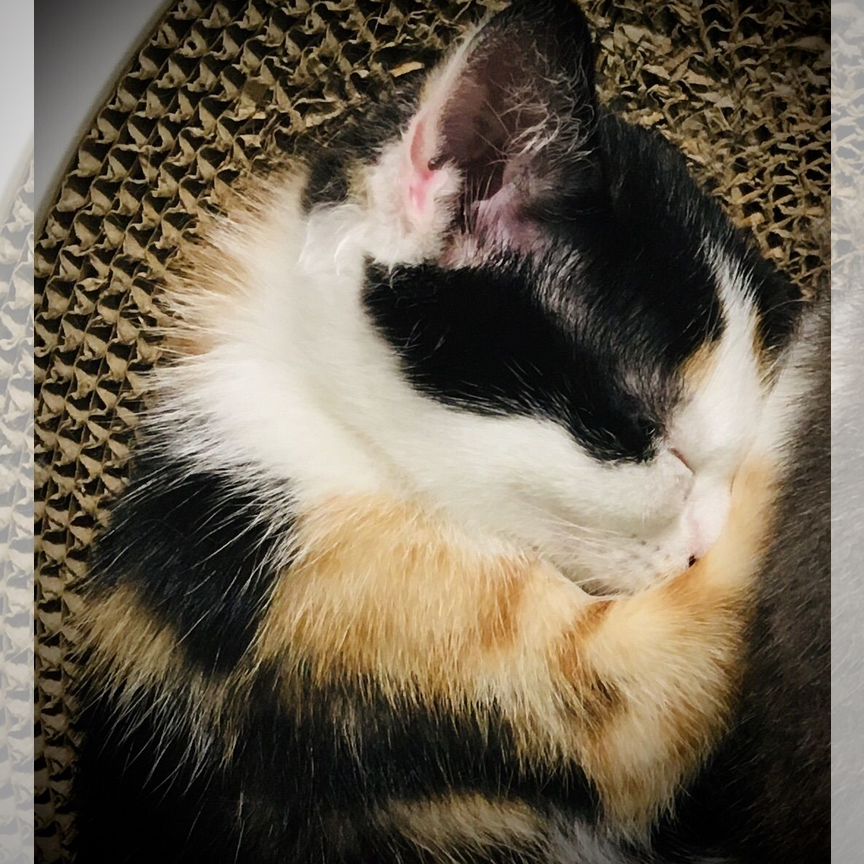 Кошечка метис трёхцветная