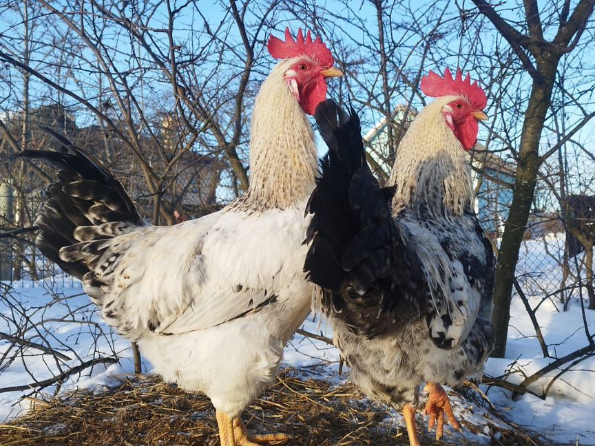 Молодой петух