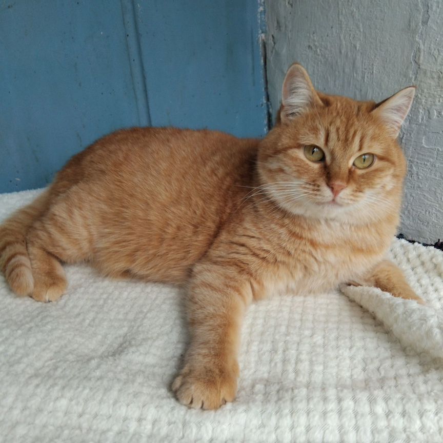 Кошка ищет дом