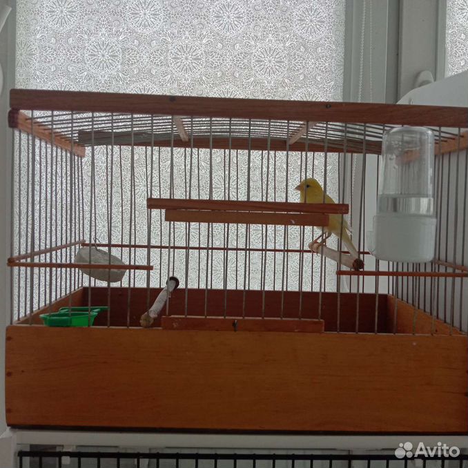 Канарейка овсяночного напева