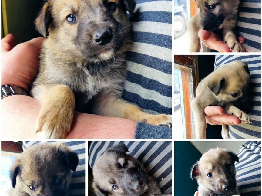 Щенки брошенные