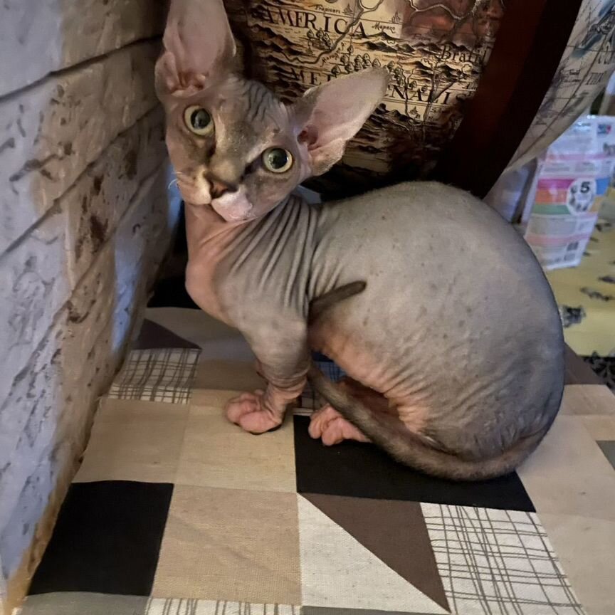 Кот, сфинкс бамбини