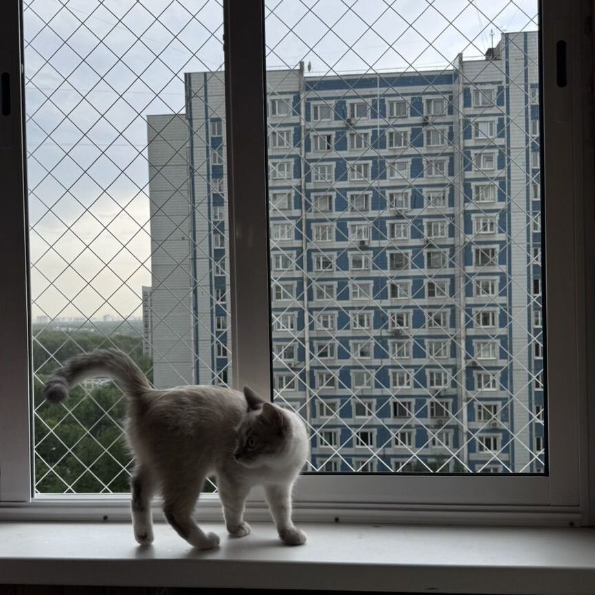 Решетка на окно антикошка