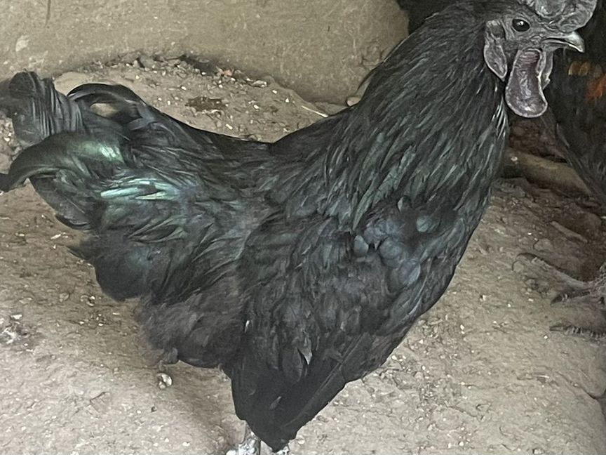 Птица Ухейилюй