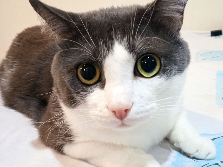 Кот в добрые руки