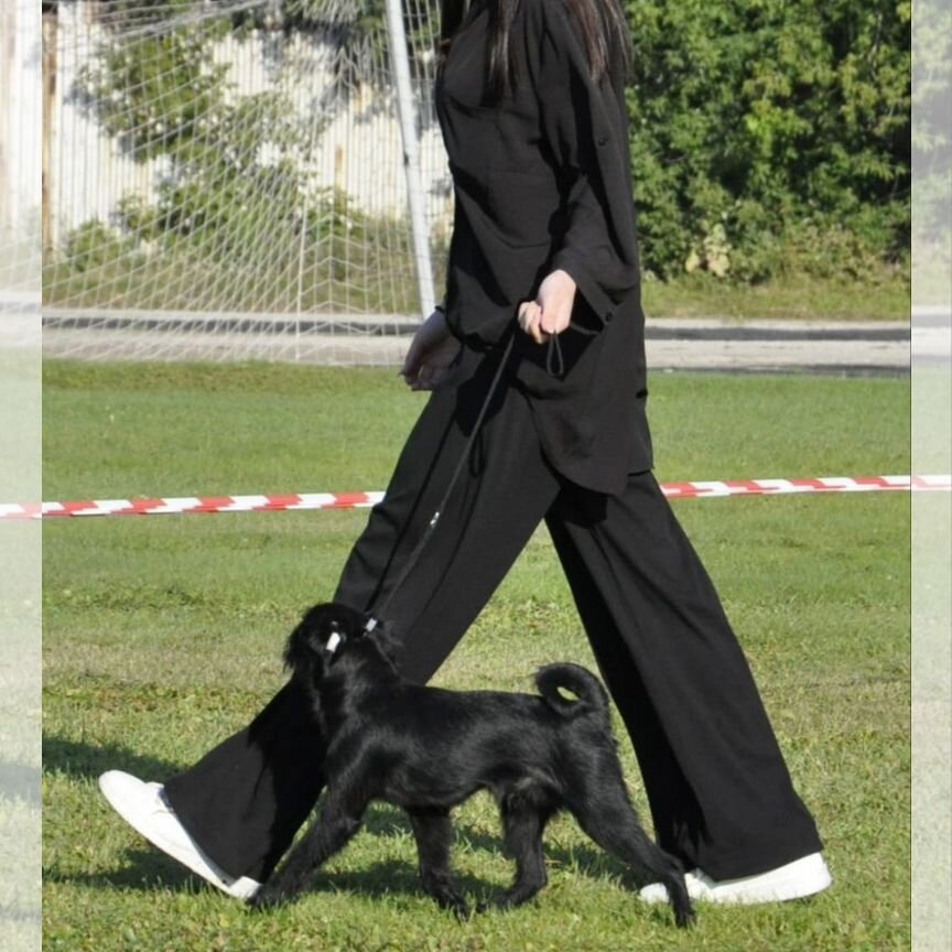 Бельгийский гриффон, взрослый пёс