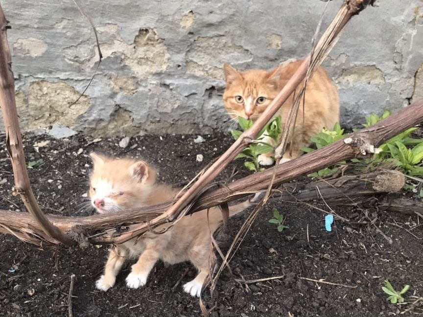 Котята