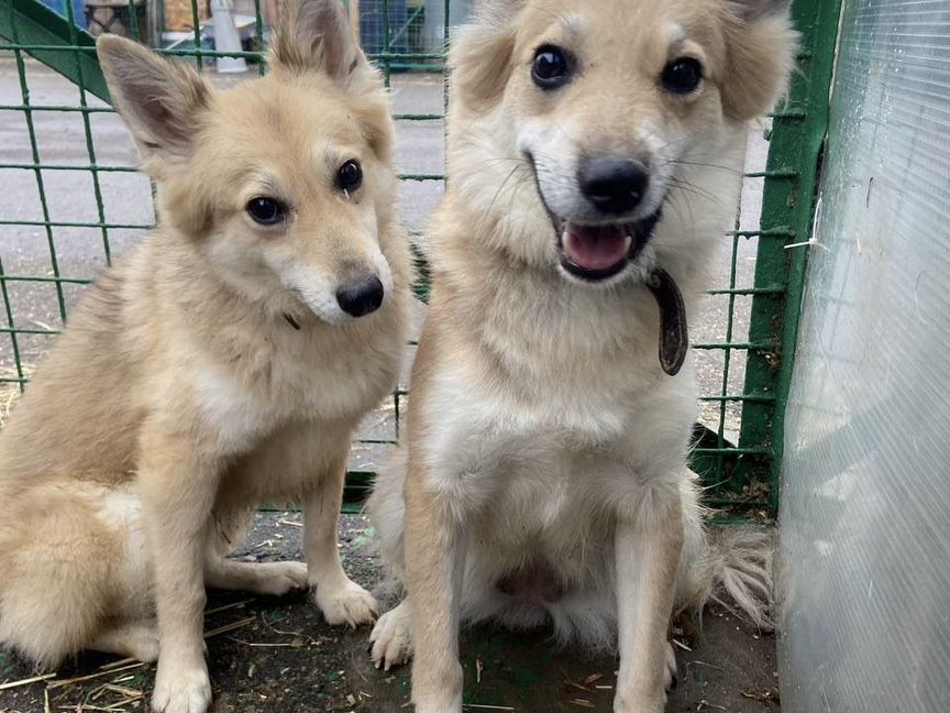 Собаки бесплатно в добрые руки