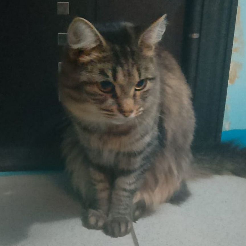 Домашние животные котята