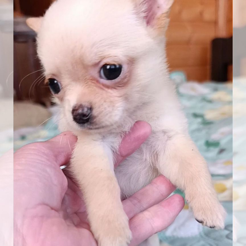 Чихуахуа, щенок