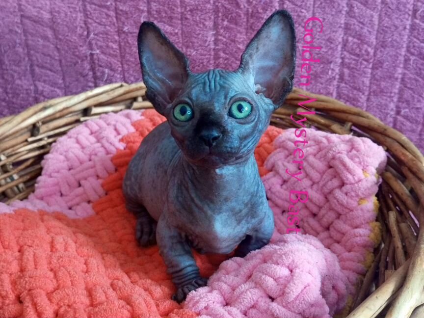 Сфинкс Бамбино