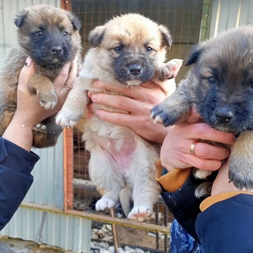 Щенки в добрые руки