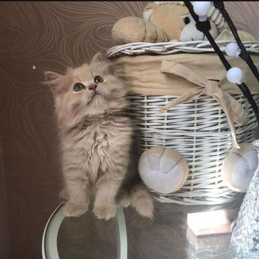 Персидский классический