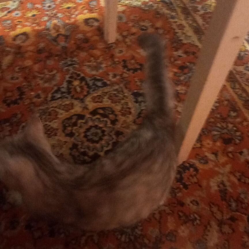 Котонак