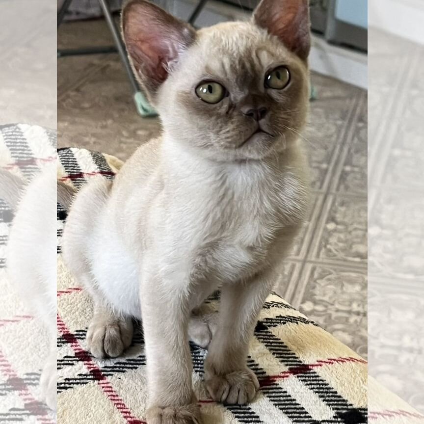 Бурманский кот