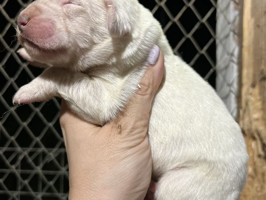 Мальчик Алабай чист Туркменского происх