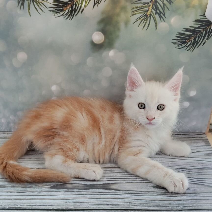 Котята мейн-кун с документами