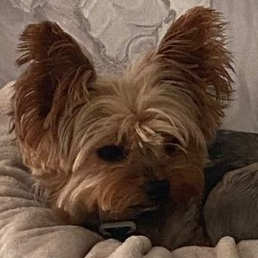 Йоркширский терьер, взрослый пёс