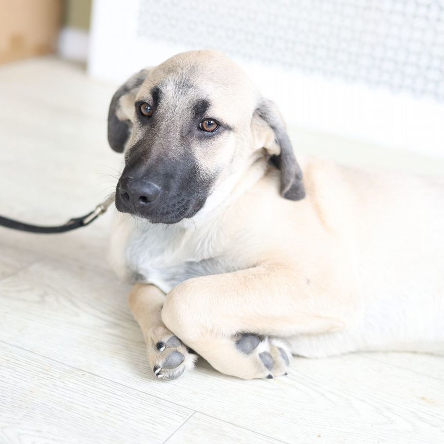 Щенок ищет дом. Щенок бесплатно