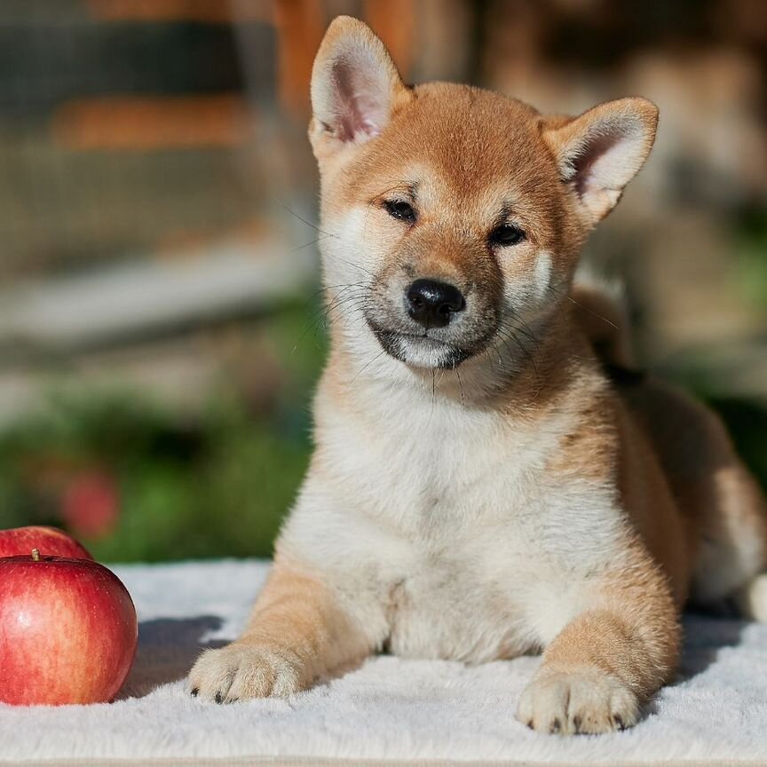 Сиба-ину, щенок